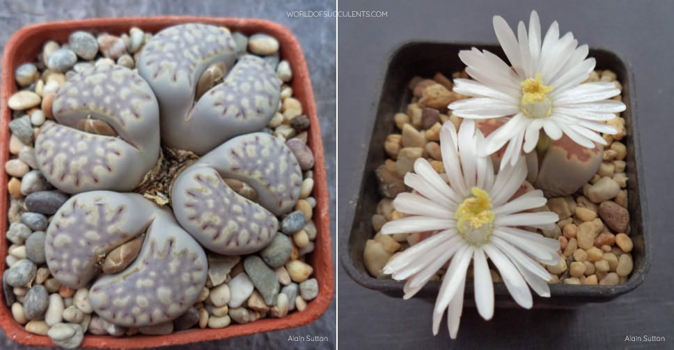 Lithops julii subsp. fulleri - World of Succulents