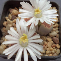 Lithops julii subsp. fulleri - World of Succulents