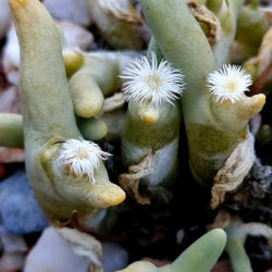 Mesembryanthemum digitatum - World of Succulents