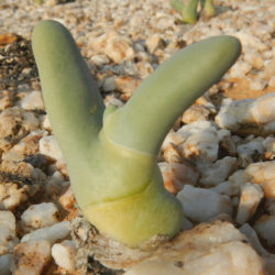 Mesembryanthemum digitatum - World of Succulents