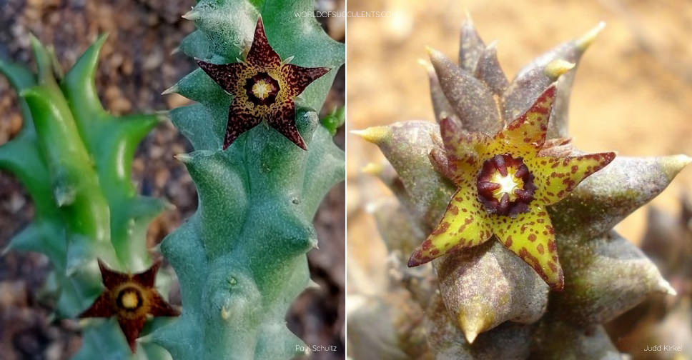 Quaqua acutiloba - World of Succulents