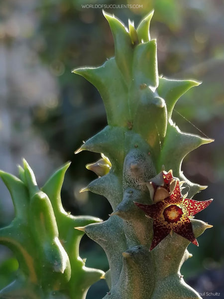 Quaqua acutiloba - World of Succulents