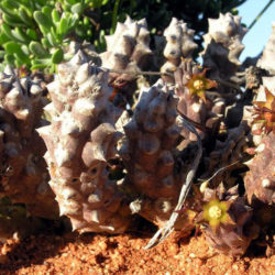 Quaqua acutiloba - World of Succulents