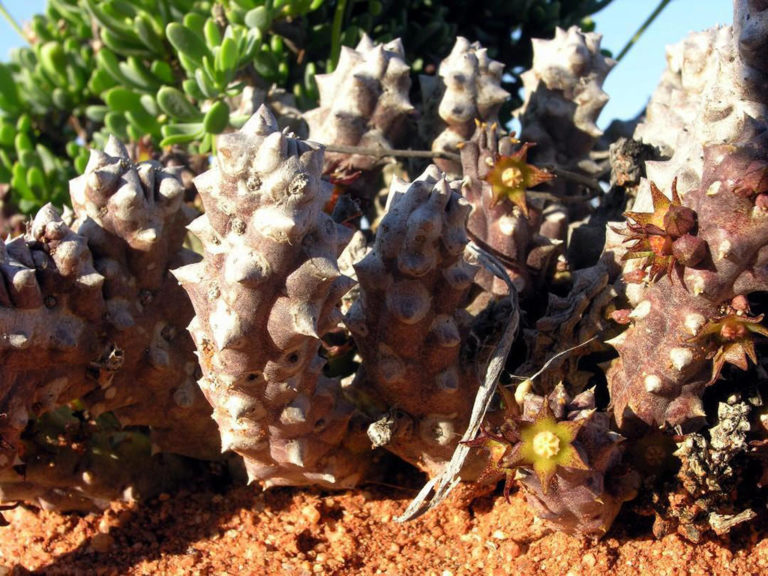 Quaqua acutiloba - World of Succulents