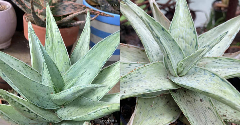 Aloe 'Snow Drift' - World of Succulents