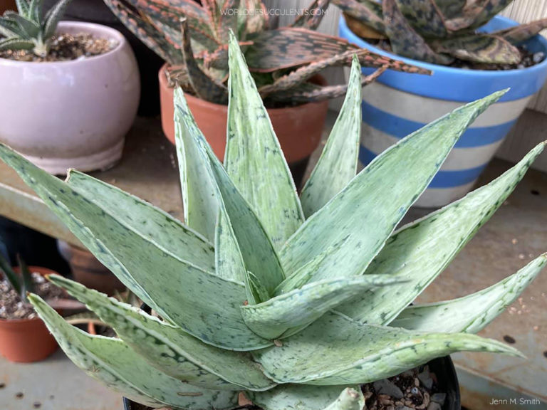Aloe 'Snow Drift' - World of Succulents