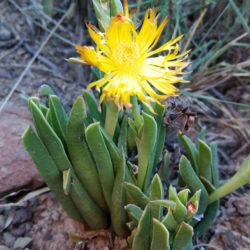 Bergeranthus multiceps - World of Succulents