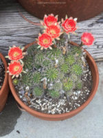 Echinopsis 'Blaze' - World of Succulents