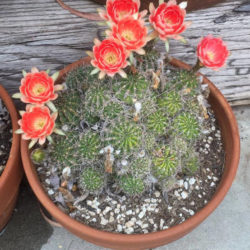 Echinopsis 'Blaze' - World of Succulents
