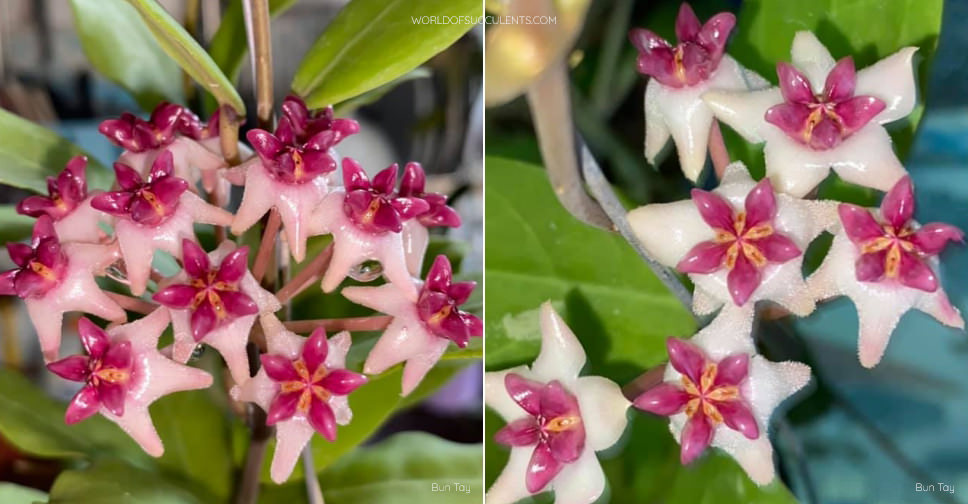 Hoya 'Patricia' - World of Succulents