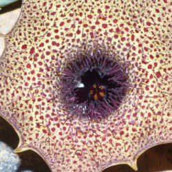 Huernia barbata - World of Succulents
