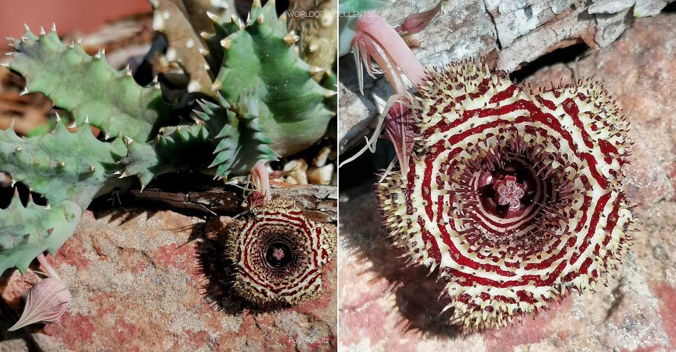 Huernia volkartii (Dragon Flower) - World of Succulents