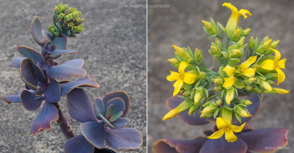Kalanchoe grandiflora - World of Succulents