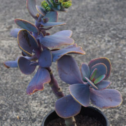 Kalanchoe grandiflora - World of Succulents