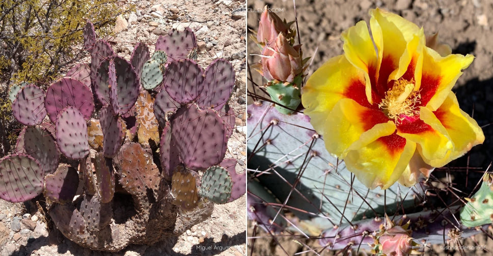 Opuntia macrocentra - World of Succulents