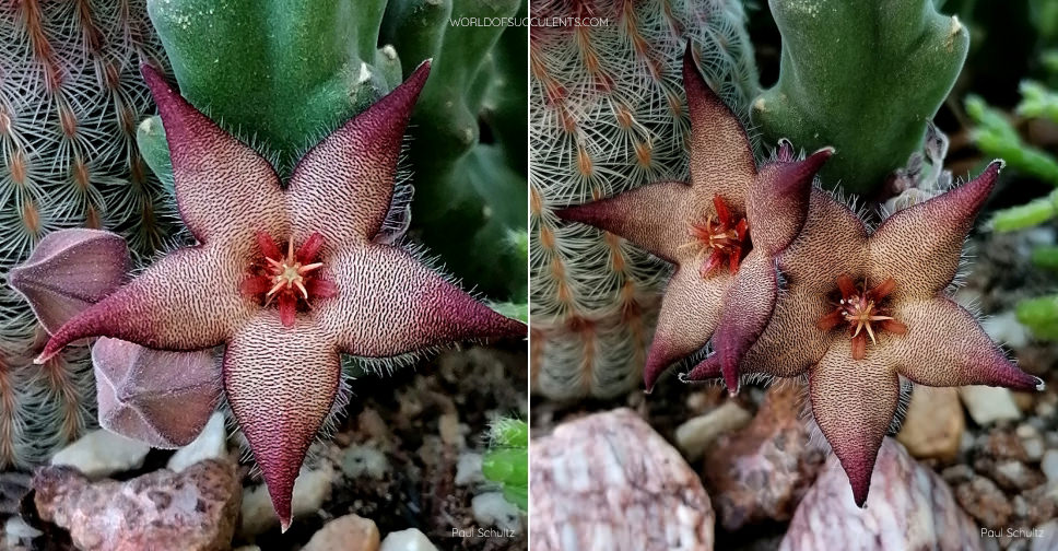 Stapelia acuminata - World of Succulents
