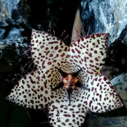 Tridentea jucunda - World of Succulents