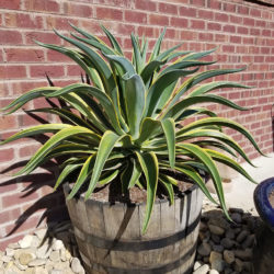 Agave desmetiana 'Variegata' - World of Succulents