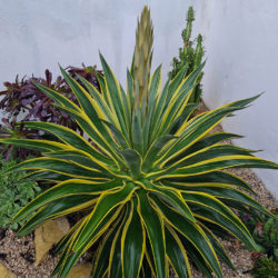 Agave desmetiana 'Variegata' - World of Succulents