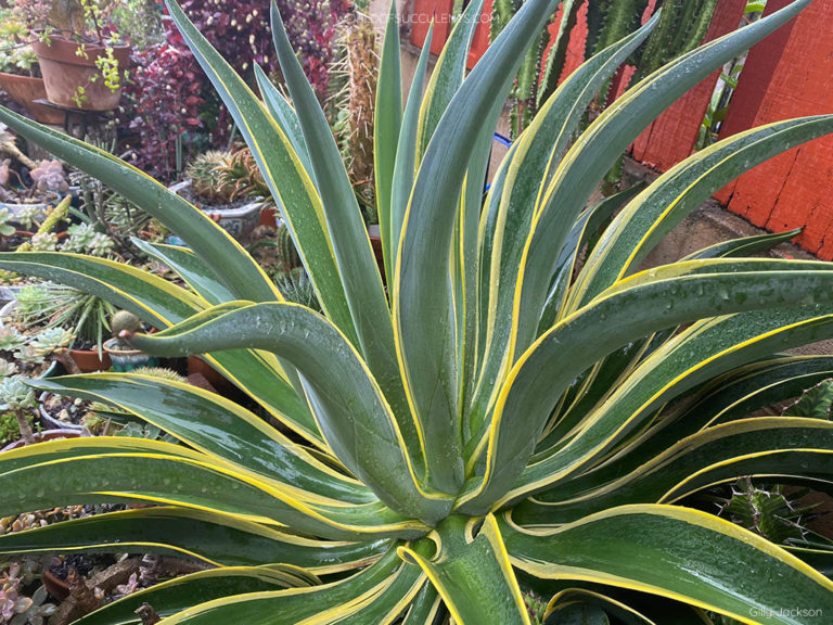 Agave desmetiana 'Variegata' - World of Succulents