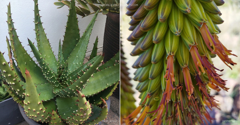 Aloe aculeata - World of Succulents