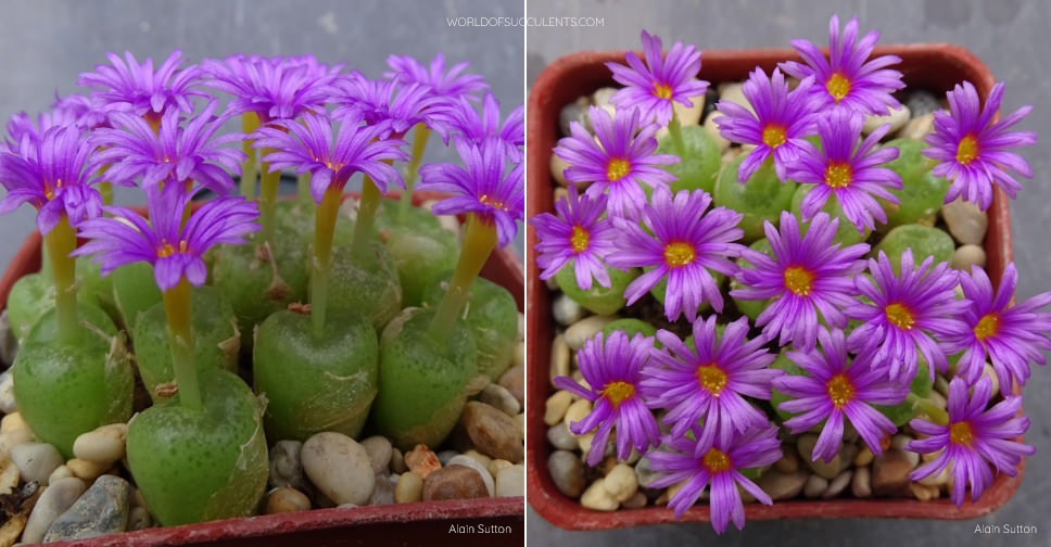 Conophytum hermarium - World of Succulents