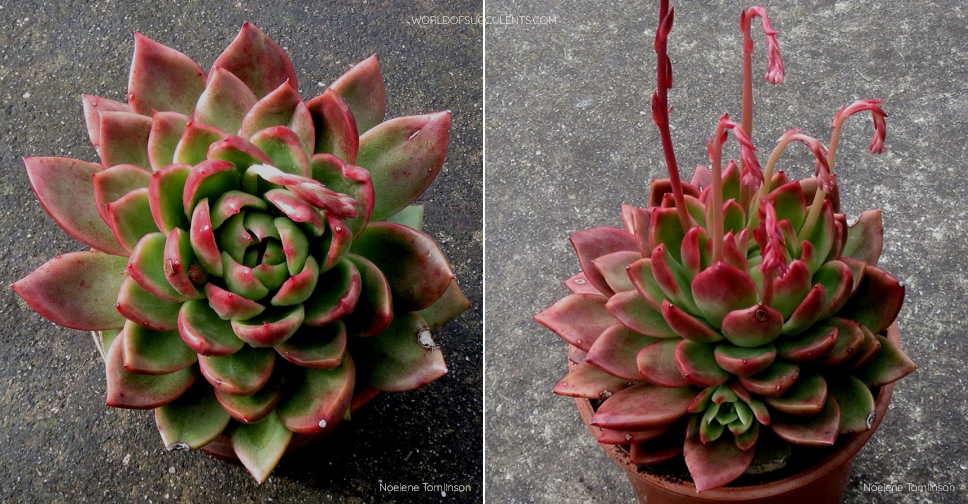 Echeveria × gilva 'Red' - World of Succulents