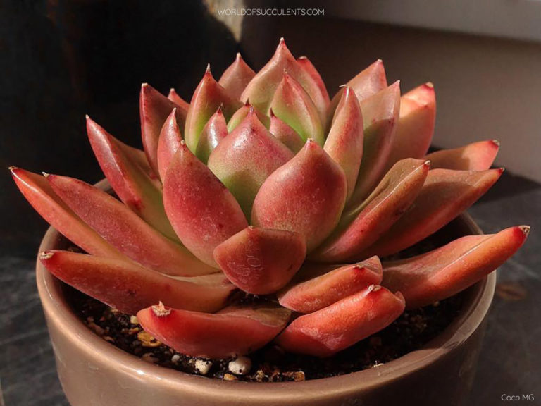 Echeveria × gilva 'Red' - World of Succulents