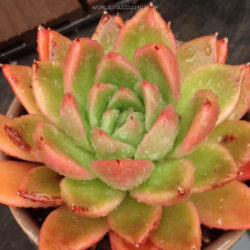 Echeveria × gilva 'Red' - World of Succulents