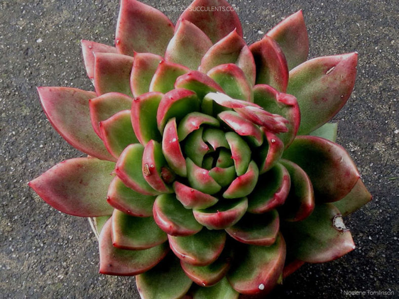 Echeveria × gilva 'Red' - World of Succulents
