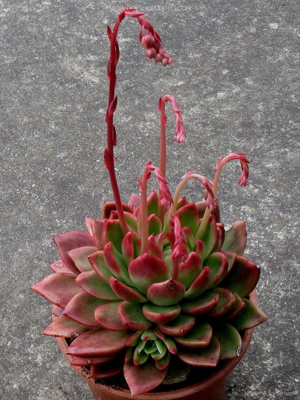 Echeveria × gilva 'Red' - World of Succulents