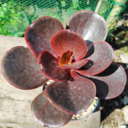 Echeveria 'Mahogany Rose' - World of Succulents