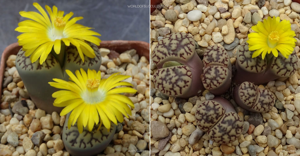 Lithops bromfieldii var. mennellii - World of Succulents