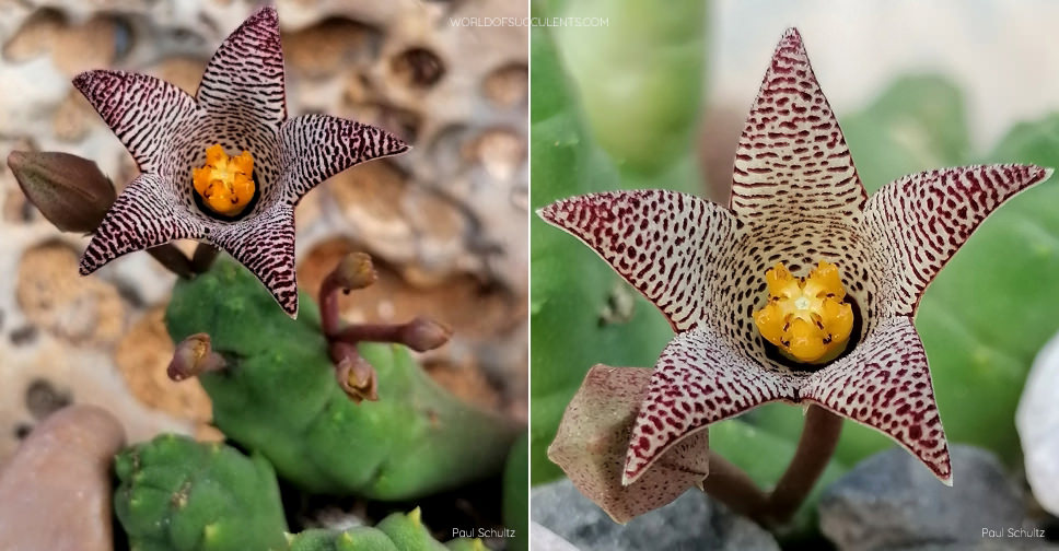 Piaranthus punctatus - World of Succulents