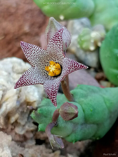 Piaranthus punctatus - World of Succulents