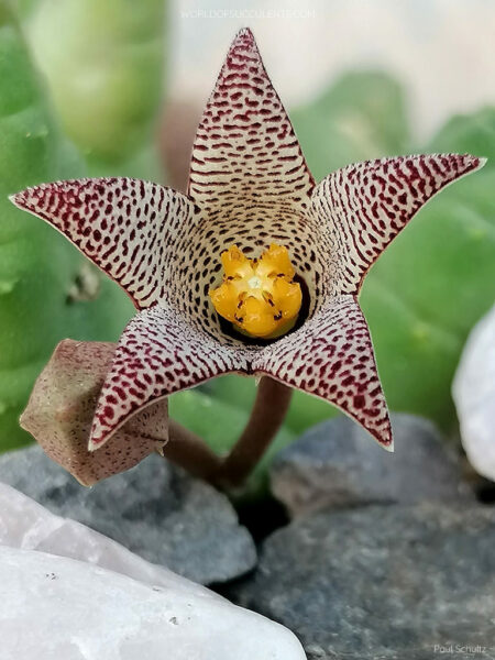Piaranthus punctatus - World of Succulents
