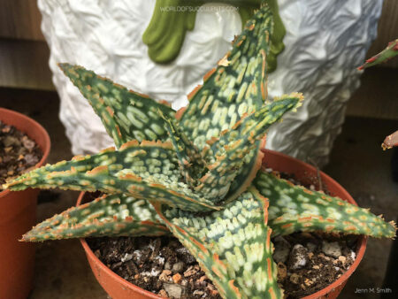 Aloe 'Mauna Loa' - World of Succulents