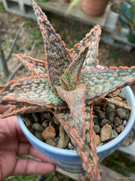 Aloe 'Mauna Loa' - World of Succulents