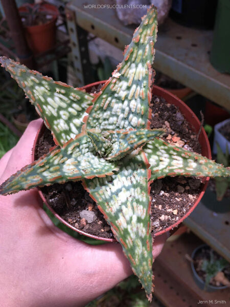 Aloe 'Mauna Loa' - World of Succulents