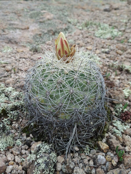 Coryphantha compacta - World of Succulents