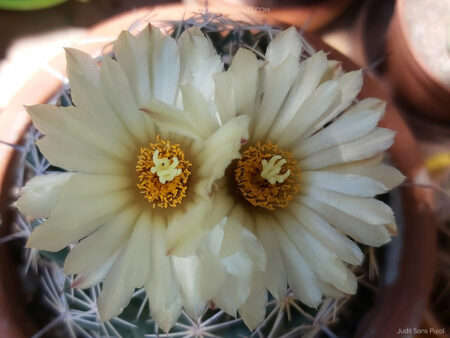 Coryphantha compacta - World of Succulents