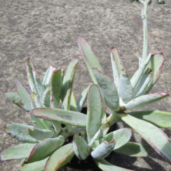 Cotyledon orbiculata 'Octopus' - World of Succulents