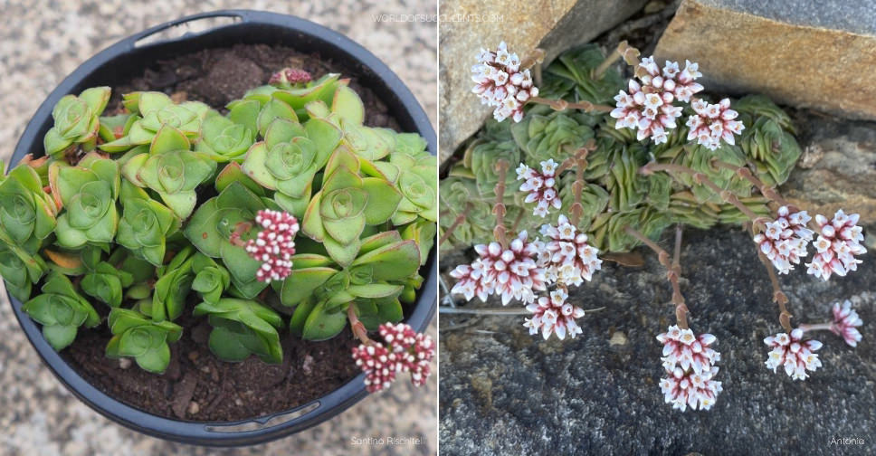 Crassula montana subsp. quadrangularis - World of Succulents