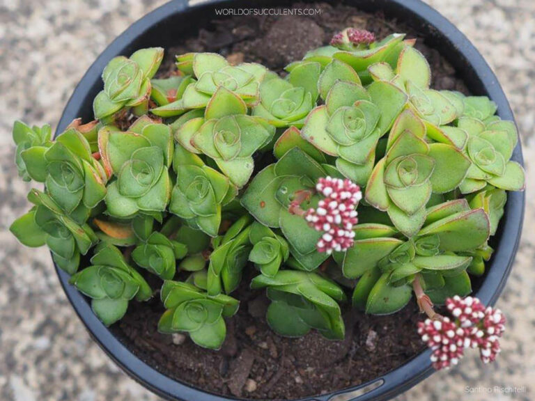 Crassula montana subsp. quadrangularis - World of Succulents
