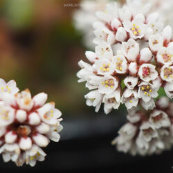 Crassula montana subsp. quadrangularis - World of Succulents