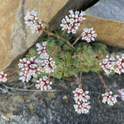 Crassula montana subsp. quadrangularis - World of Succulents