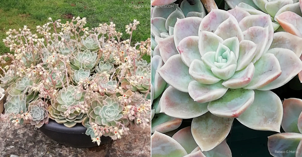 ×Graptoveria 'Fantome' - World of Succulents