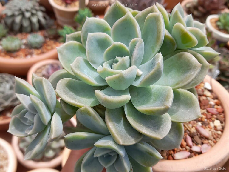 ×Graptoveria 'Fantome' - World of Succulents