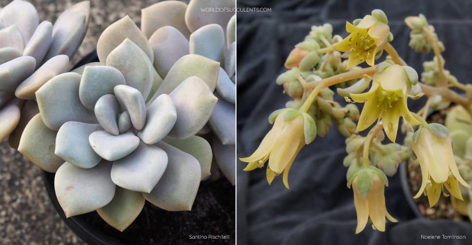 ×Graptoveria 'Margaret Rose' - World of Succulents
