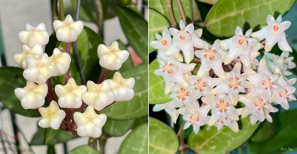 Hoya elliptica (Turtle Shell Hoya) - World of Succulents